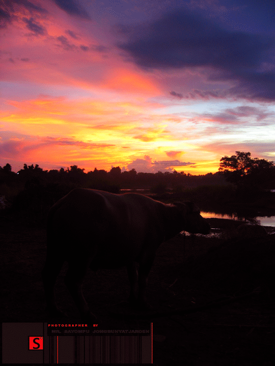 ฝึกถ่ายรูป ประจำเดือนธันวาคม 2551 » ฟอนต์.คอม